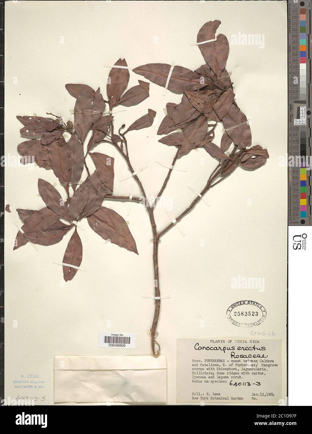 Conocarpus erectus L Conocarpus erectus L Stock Photo - Alamy