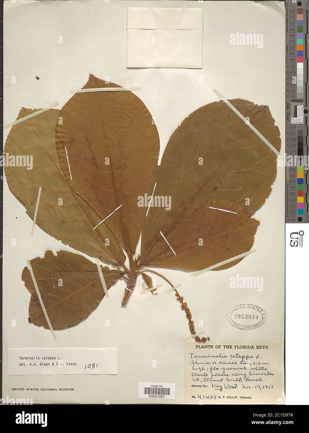 Terminalia catappa L Terminalia catappa L Stock Photo - Alamy