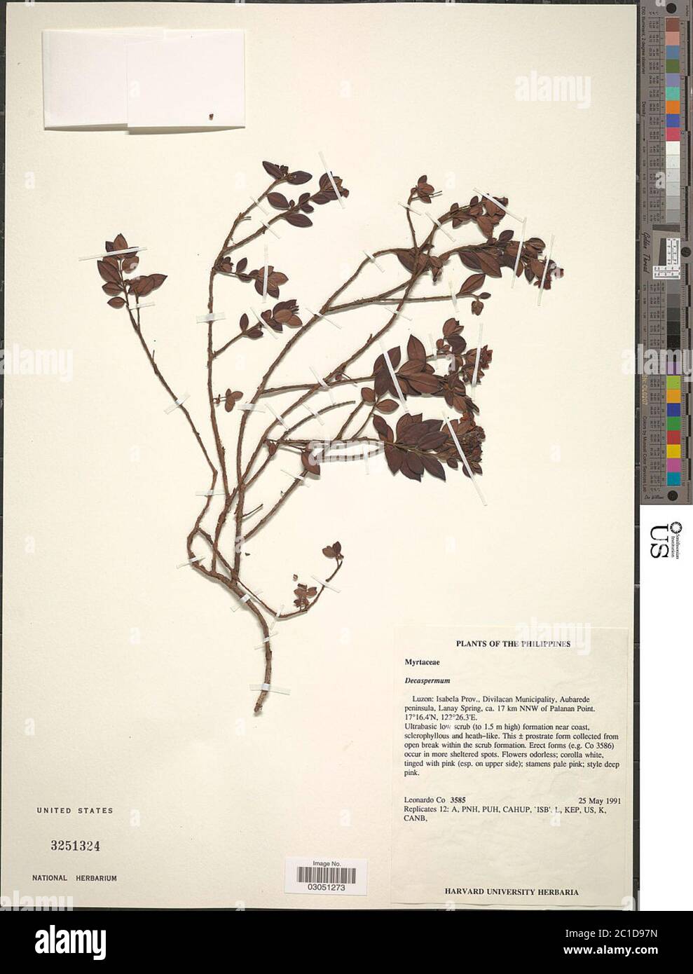 Decaspermum sp Decaspermum sp Stock Photo - Alamy