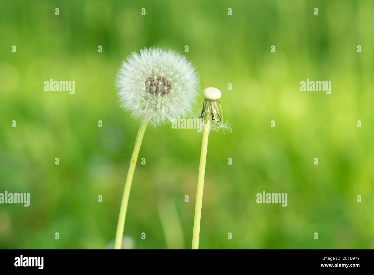 Fresh seed heads hi-res stock photography and images - Alamy