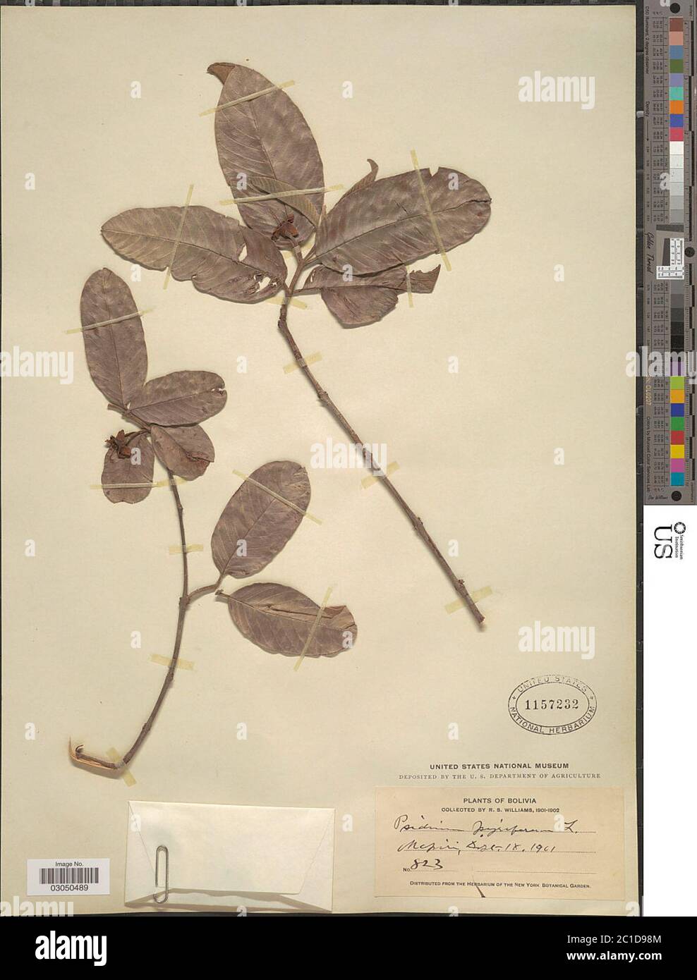 Psidium guajava L Psidium guajava L Stock Photo - Alamy