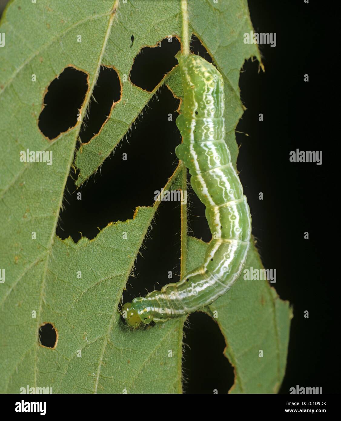 Soybean looper (Chrysodeixis includens) caterpillar on damaged soybean ...