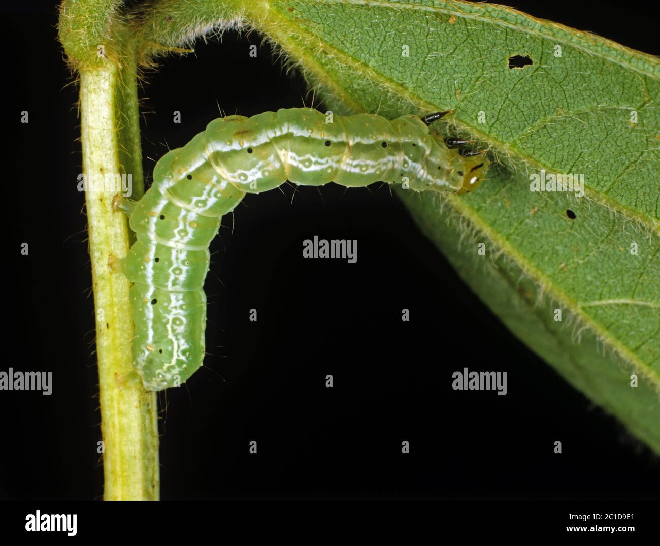 Soybean Looper Caterpillar