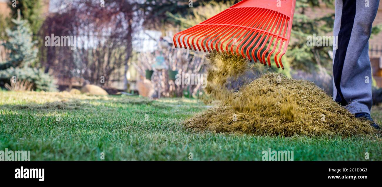 A man clogs the felt with a lawn with red plastic rags, after aeration ...