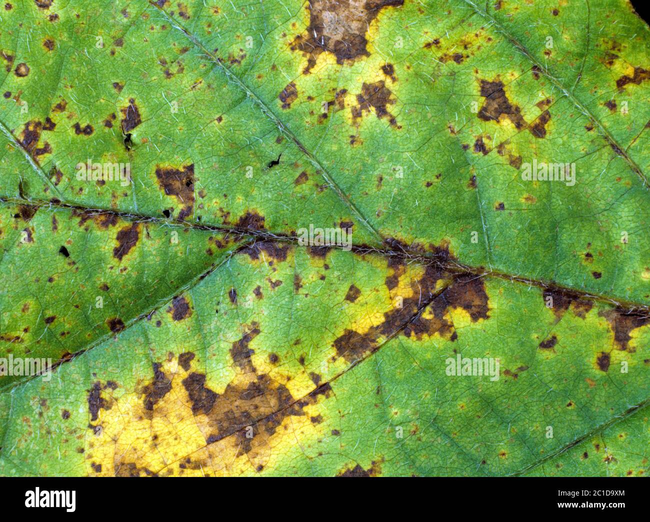 Bacterial blight (Pseudomonas savastanoi pv glycinea) disease lesions ...