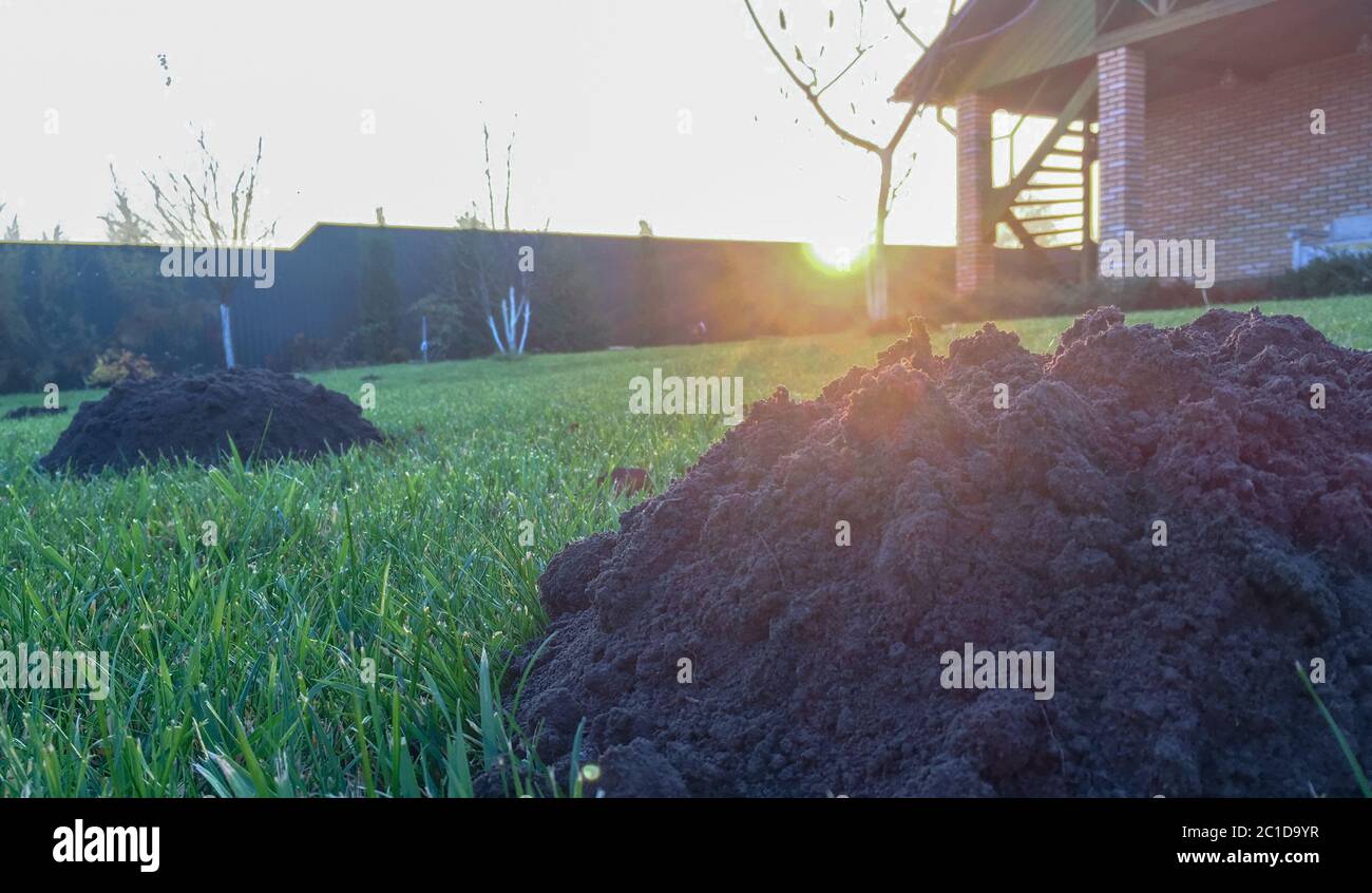Moles population hi-res stock photography and images - Alamy