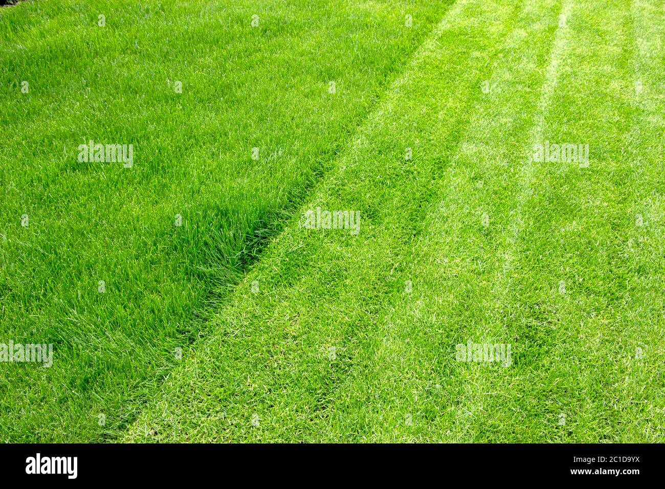 Wheatgrassjuice hi-res stock photography and images - Alamy