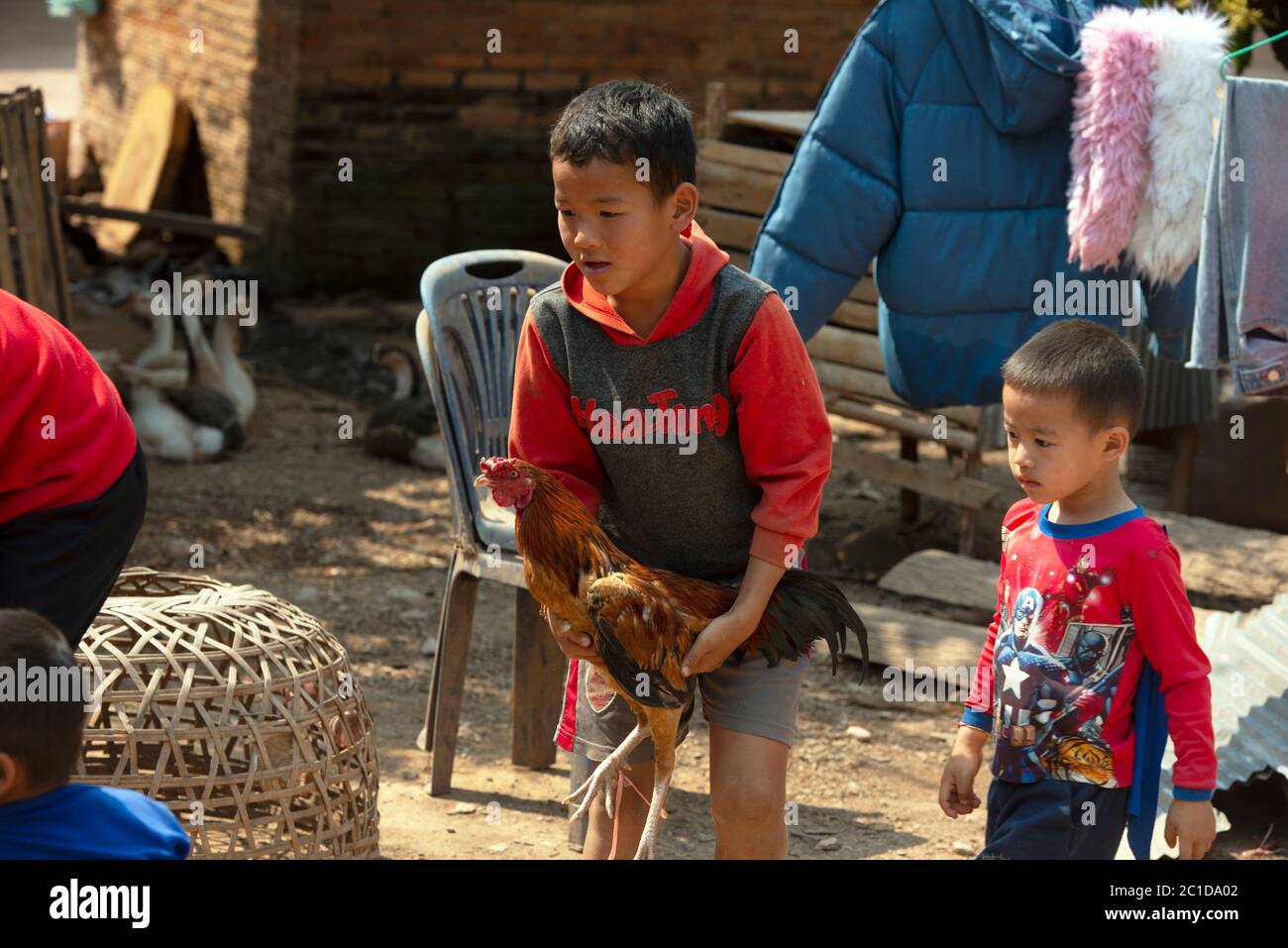 A young, indigenous, ethnic Hmong boy on his way to a cock fight in ...