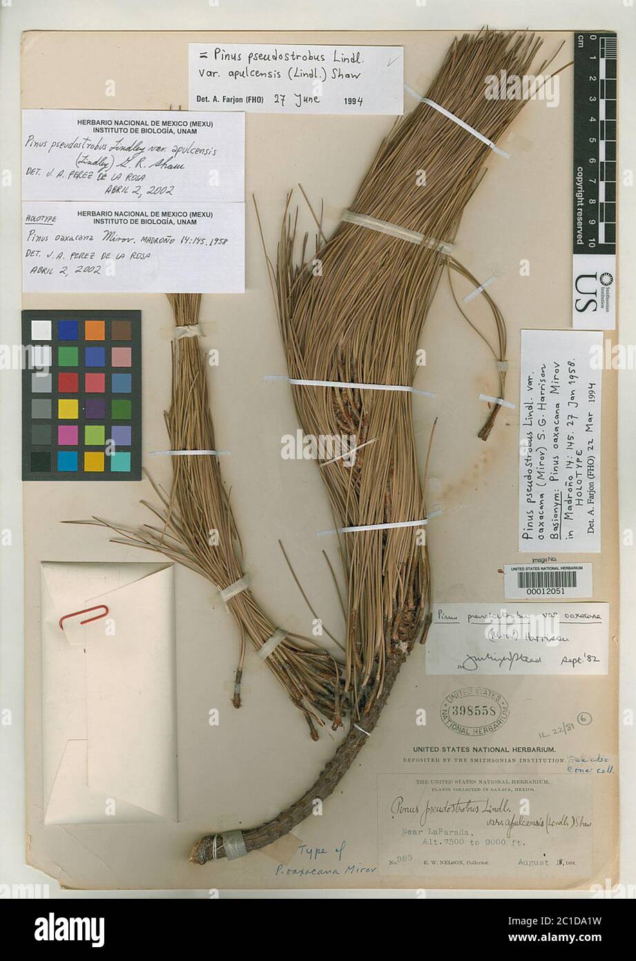 Pinus oaxacana Mirov Pinus oaxacana Mirov Stock Photo - Alamy