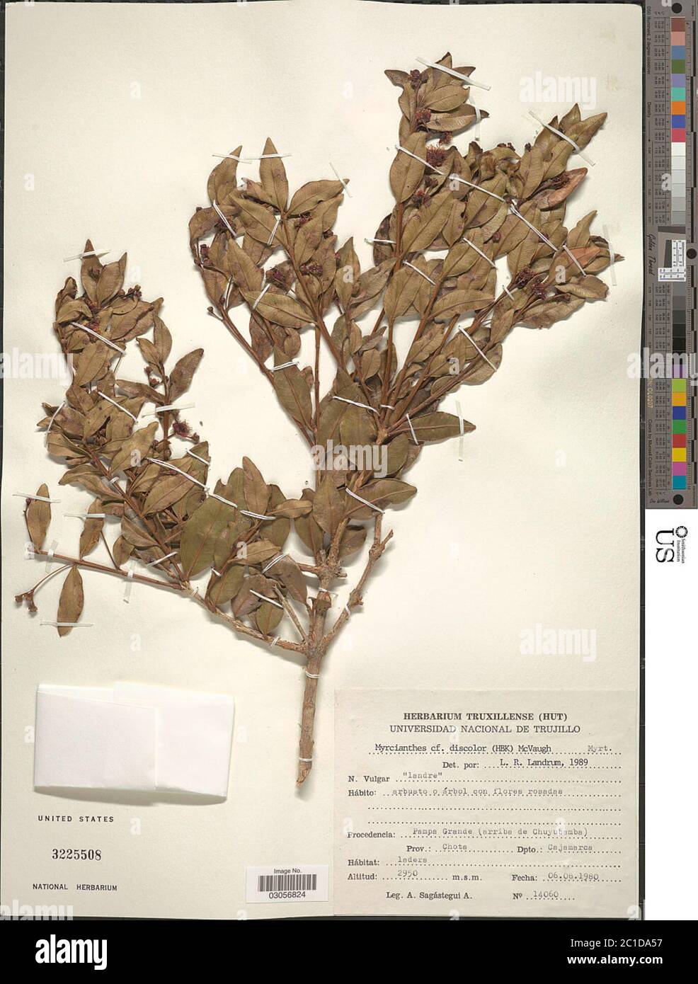 Myrcianthes discolor Kunth McVaugh Myrcianthes discolor Kunth McVaugh ...