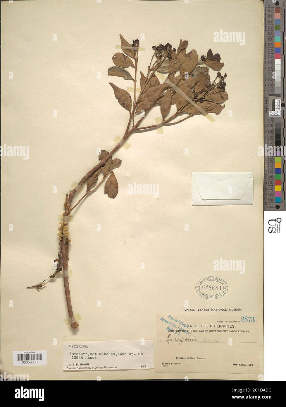 Syzygium sp Syzygium sp Stock Photo - Alamy