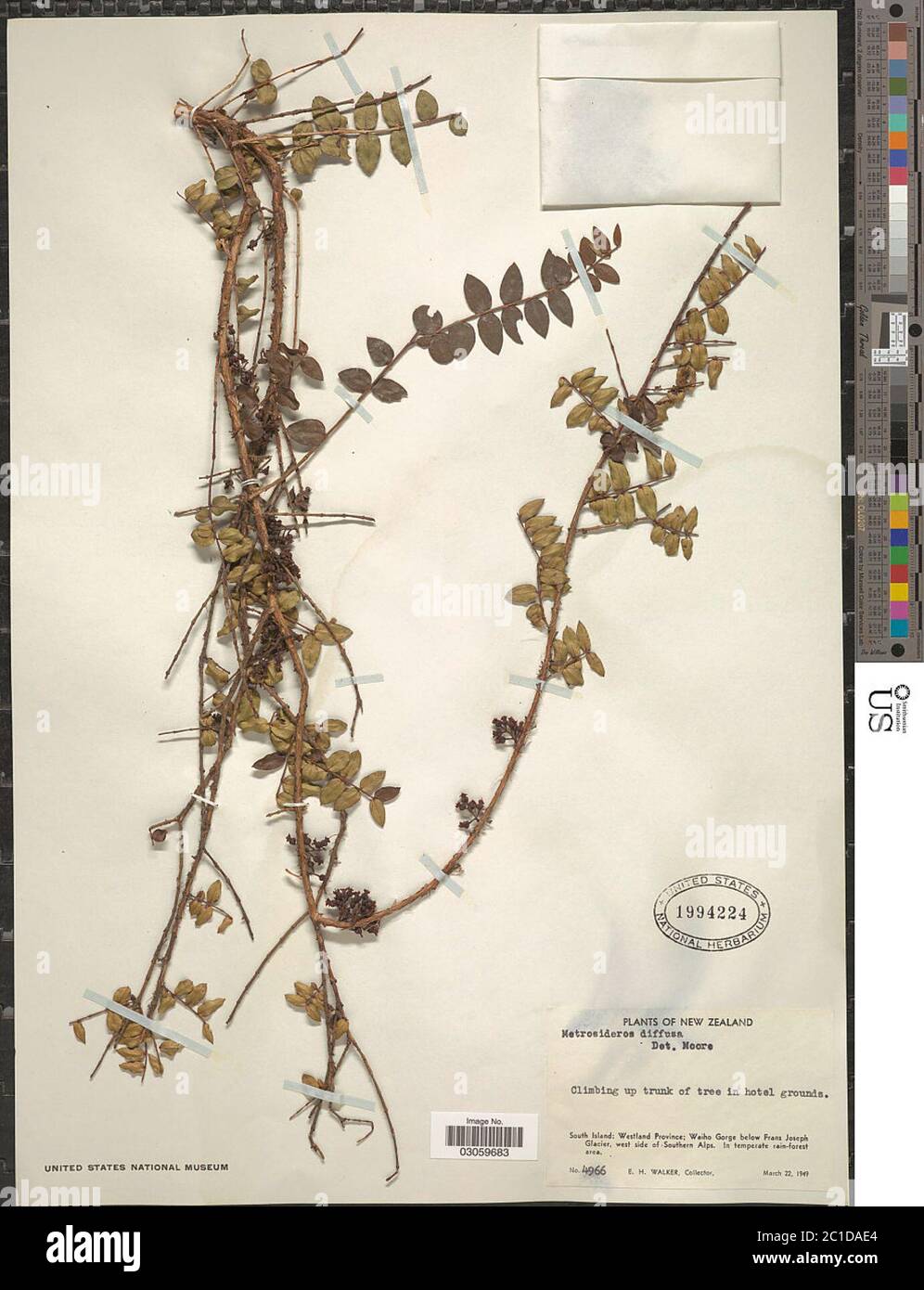 Metrosideros specimens metrosideros specimens hi-res stock photography ...