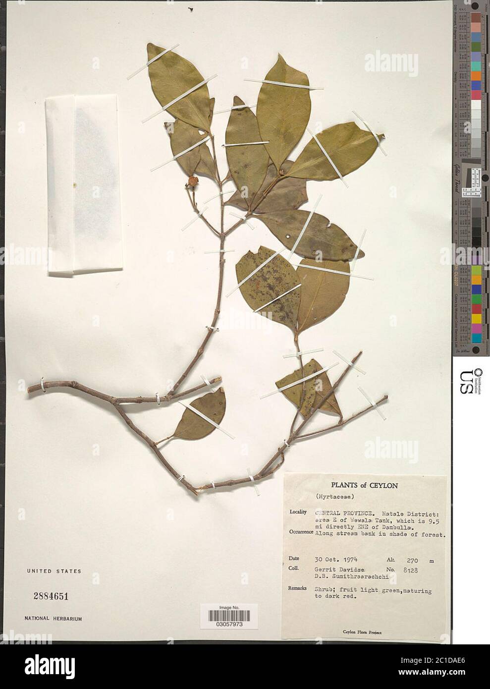 Syzygium sp Syzygium sp Stock Photo - Alamy