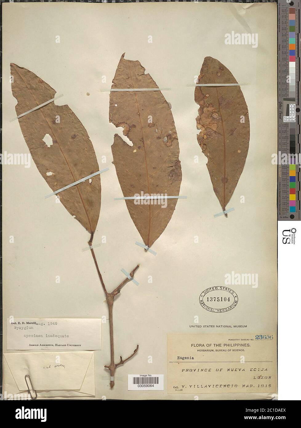 Syzygium sp Syzygium sp Stock Photo - Alamy