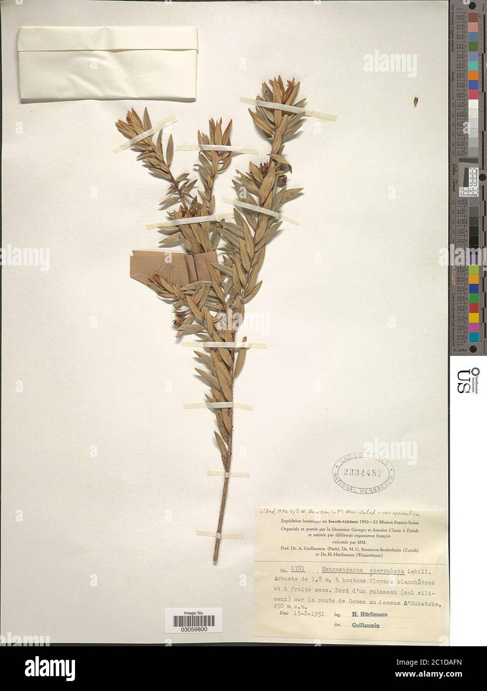 Metrosideros specimens metrosideros specimens hi-res stock photography ...