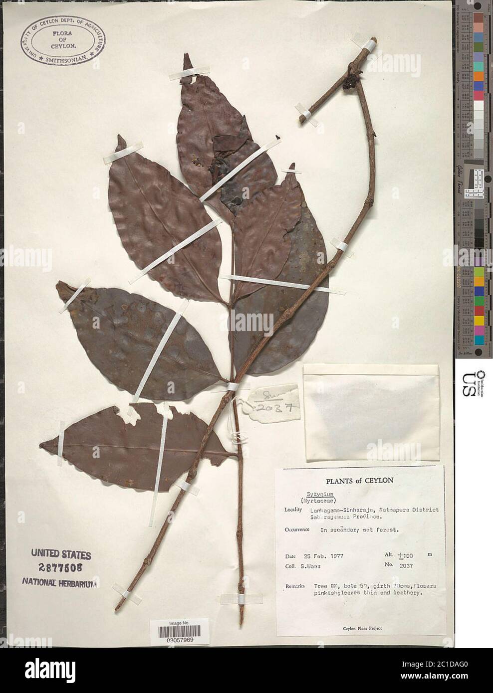 Syzygium sp Syzygium sp Stock Photo - Alamy