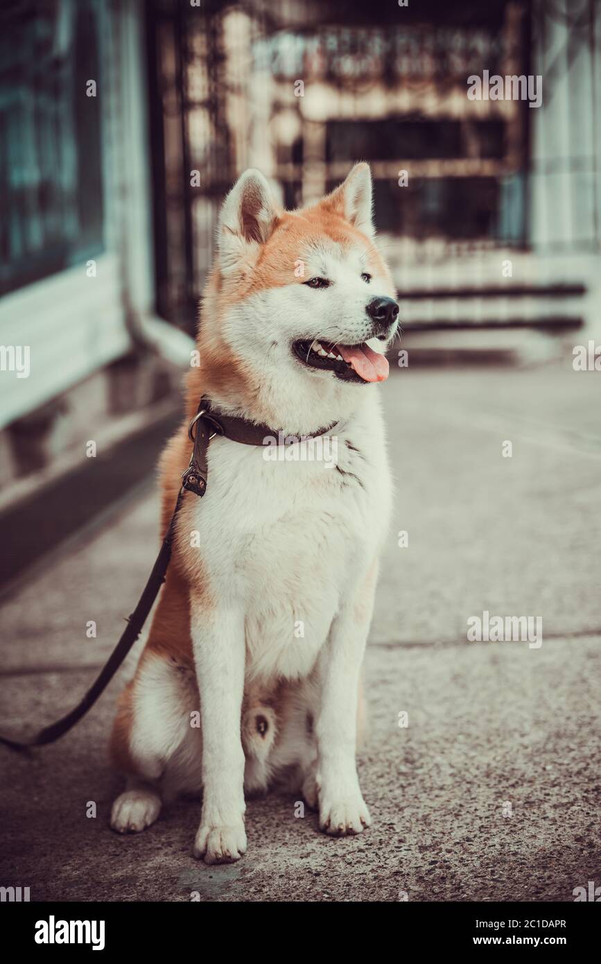 Akita dog portrait. Akita Inu Stock Photo - Alamy