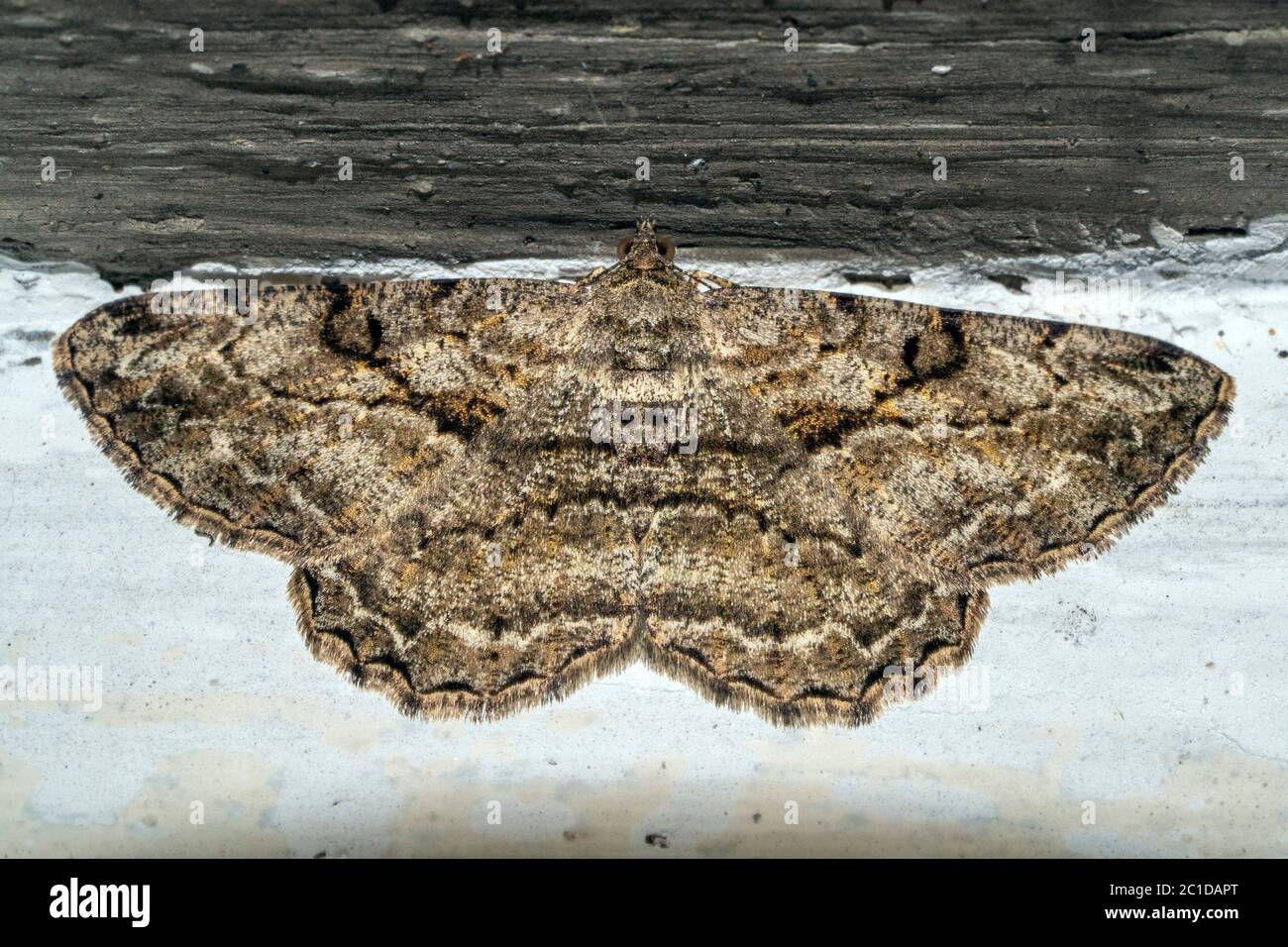 Emperor moth antennae hi-res stock photography and images - Alamy