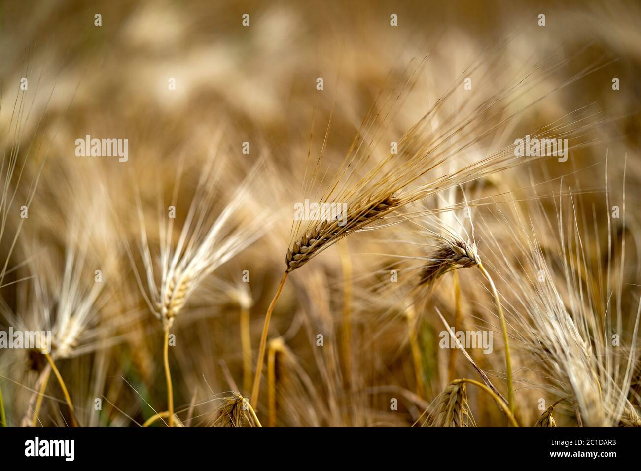 Wheat spikes field moved by wind like sea waves Stock Photo - Alamy