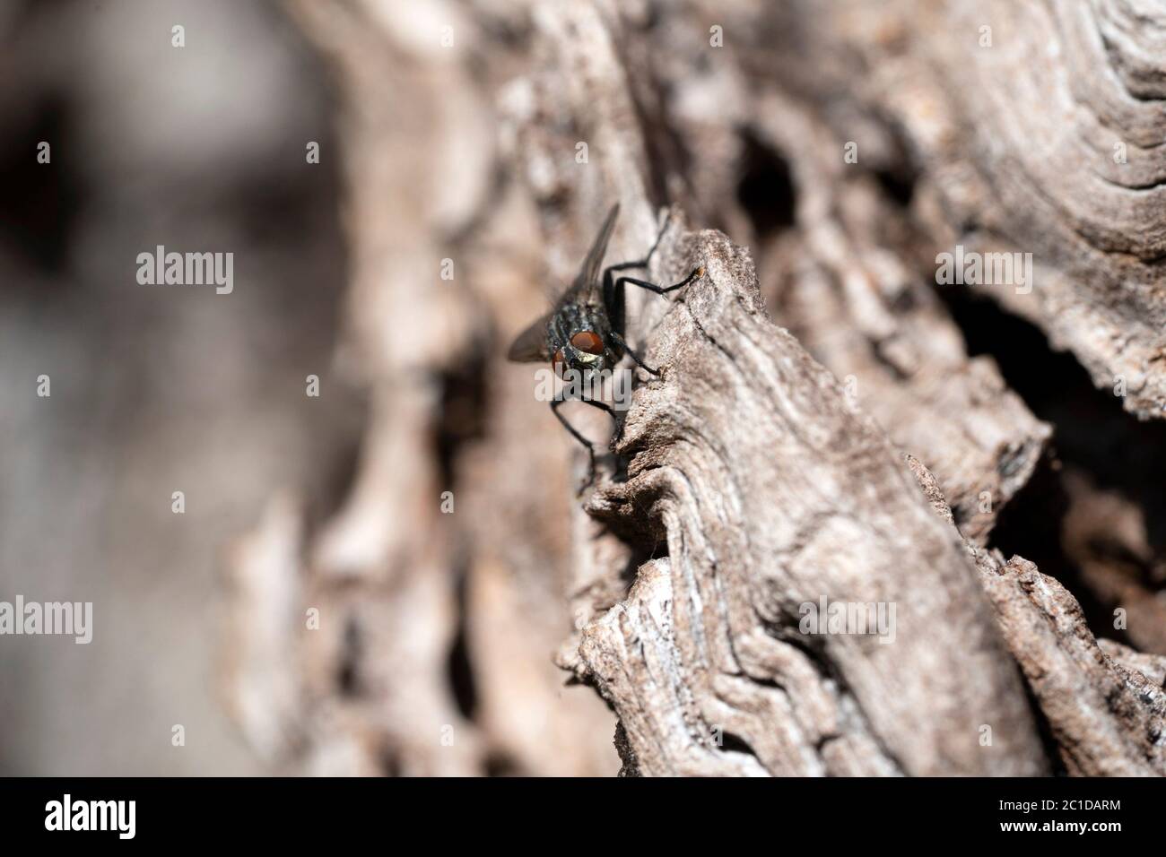Wild black cherry bark hi-res stock photography and images - Alamy