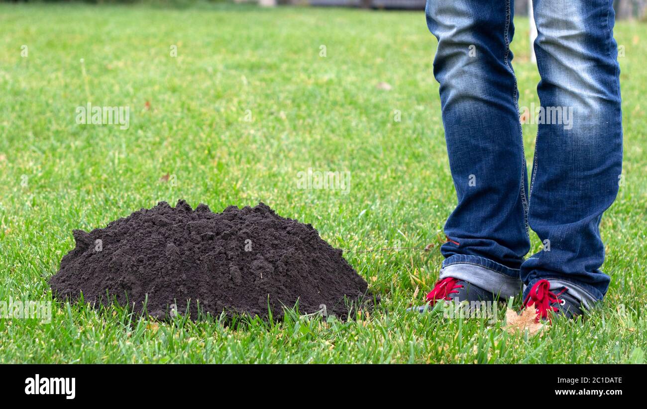 Moles population hi-res stock photography and images - Alamy