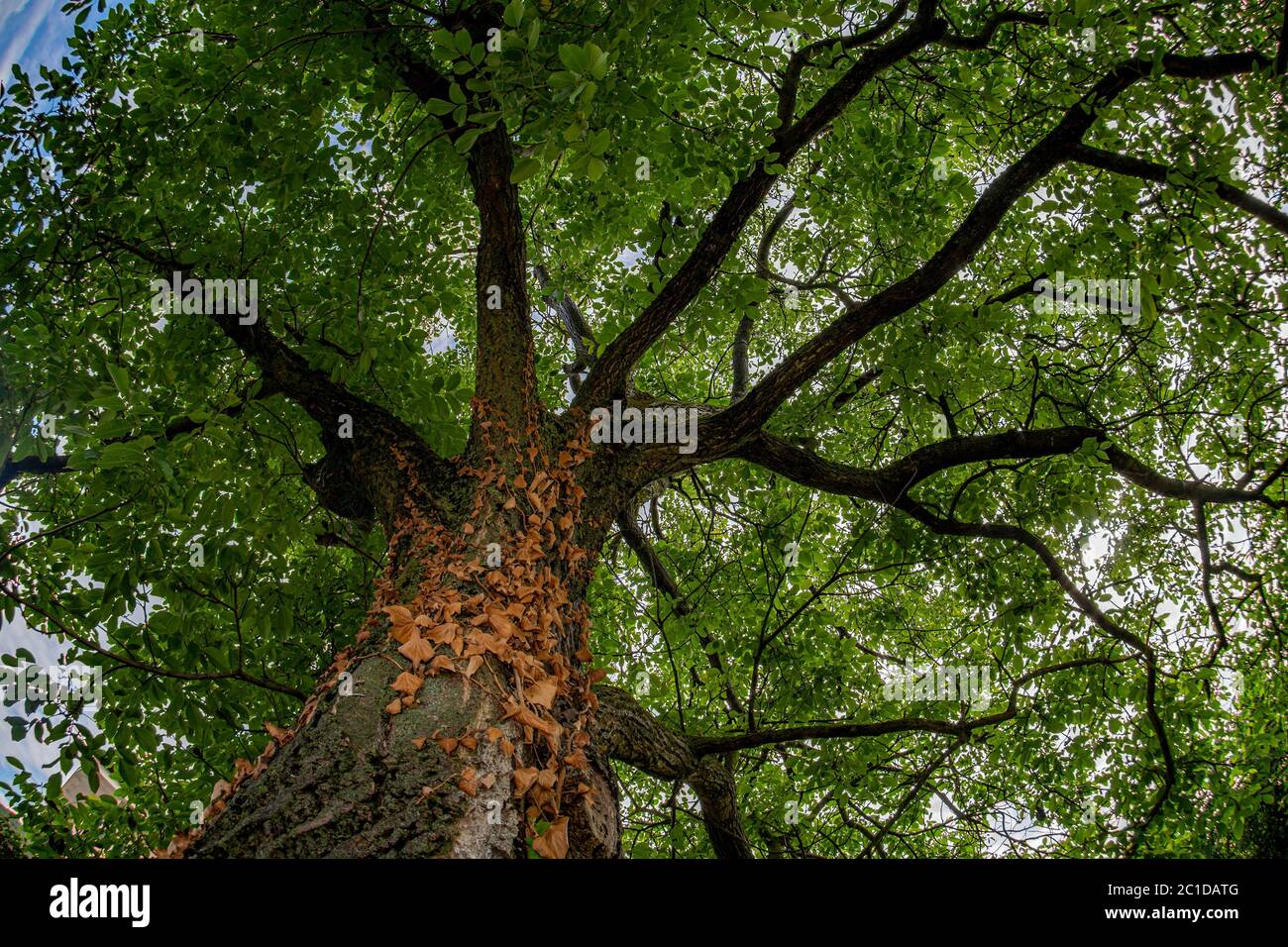 walnut tree fisheye view from bottom to above Stock Photo - Alamy