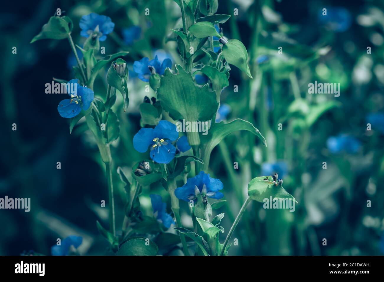Vivid dark blue flowers hi-res stock photography and images - Alamy
