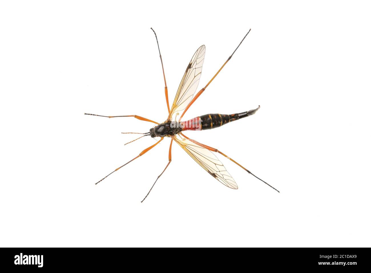Crane fliees (Tanyptera atrata) isolated on a white background Stock ...