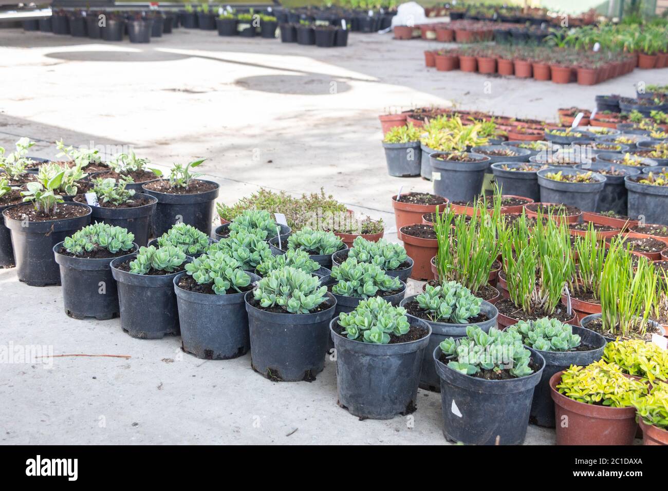 Many pots of plants for landscaping ready for planting Stock Photo - Alamy