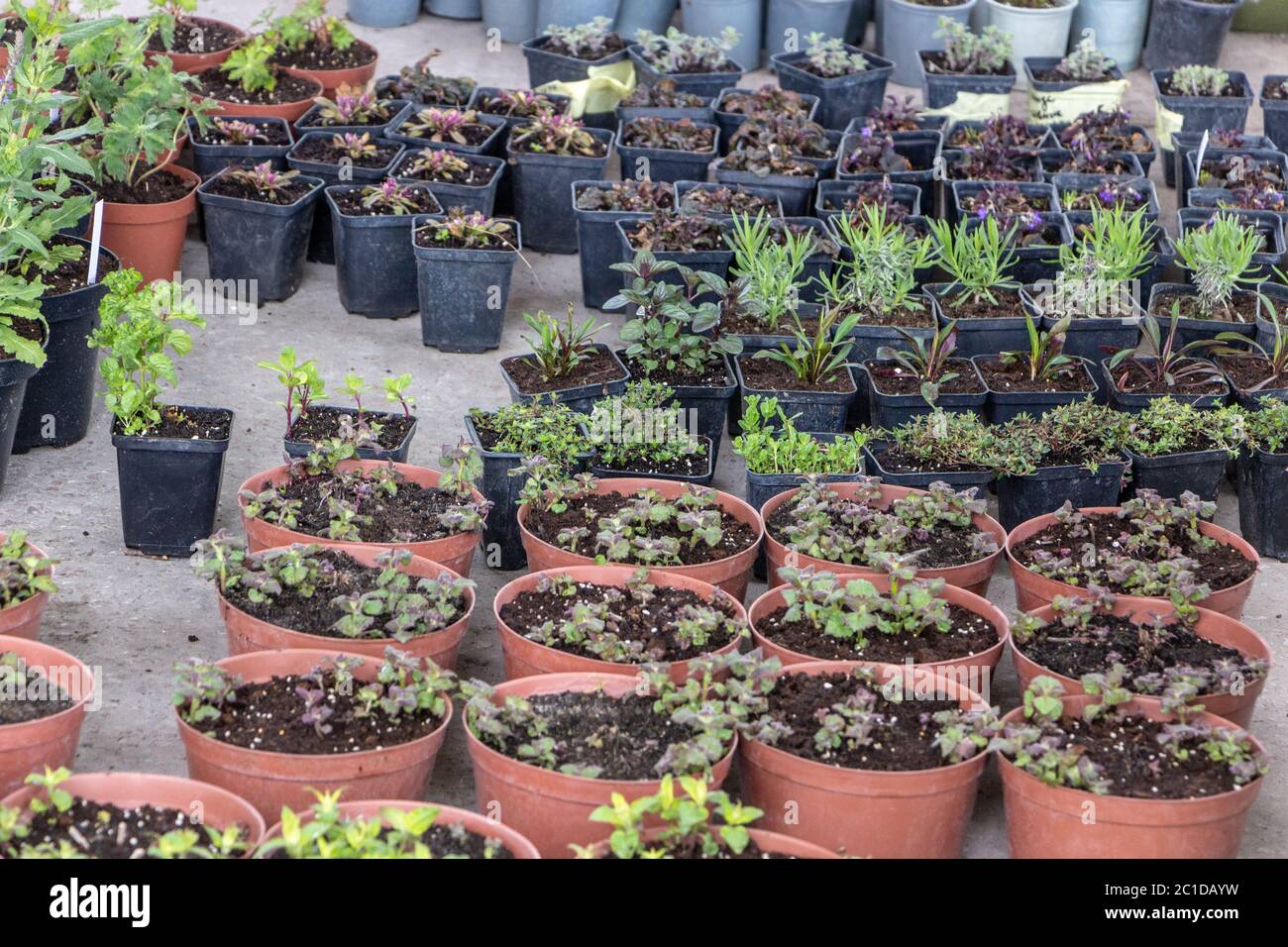Many pots of plants for landscaping ready for planting Stock Photo - Alamy