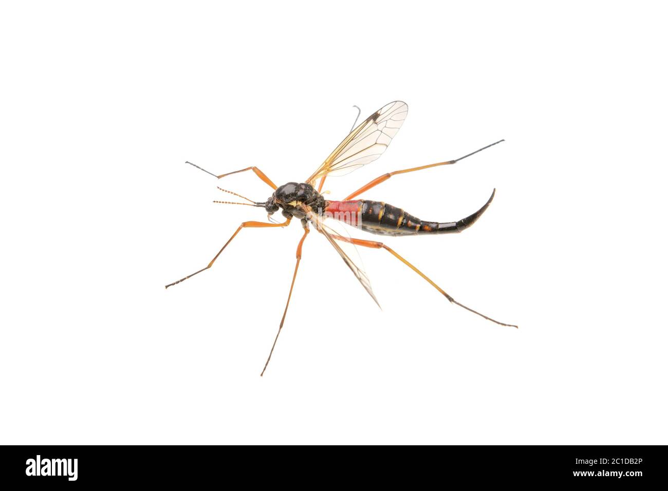 Crane fly tanyptera atrata hi-res stock photography and images - Alamy