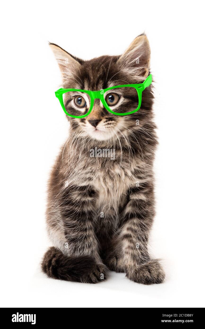 Little kitten isolated on white background. Funny kitten cat Stock ...