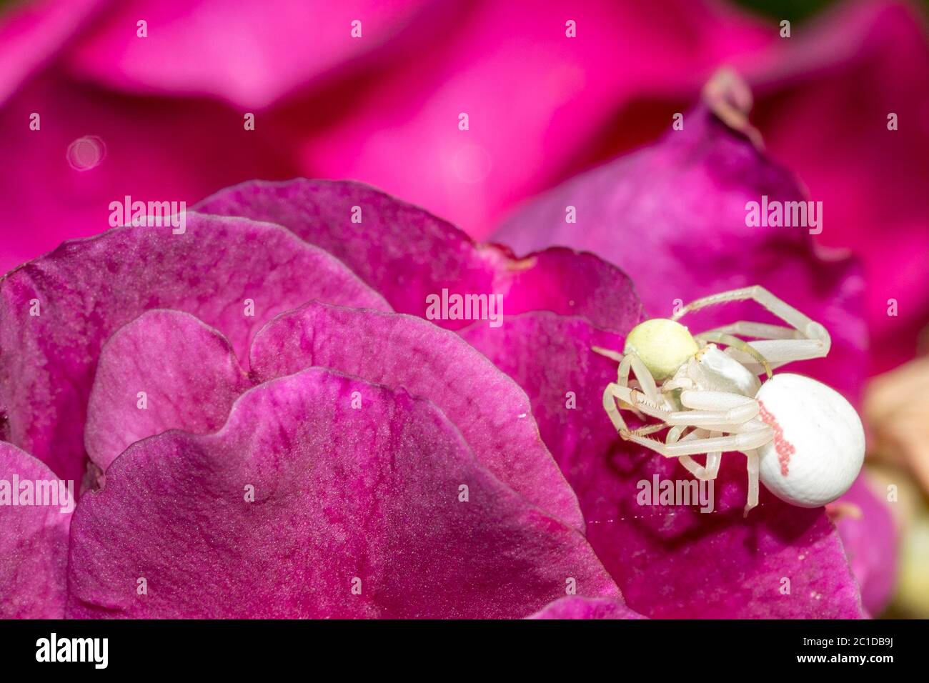 Misumena vatia crab white spider on purple flower petals eating another ...