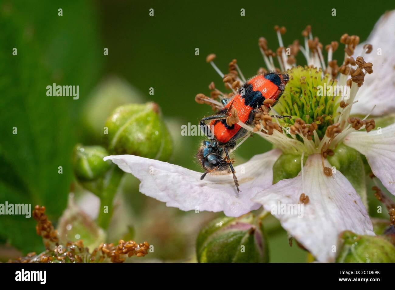 Trichodes apiarius on flower hi-res stock photography and images - Alamy