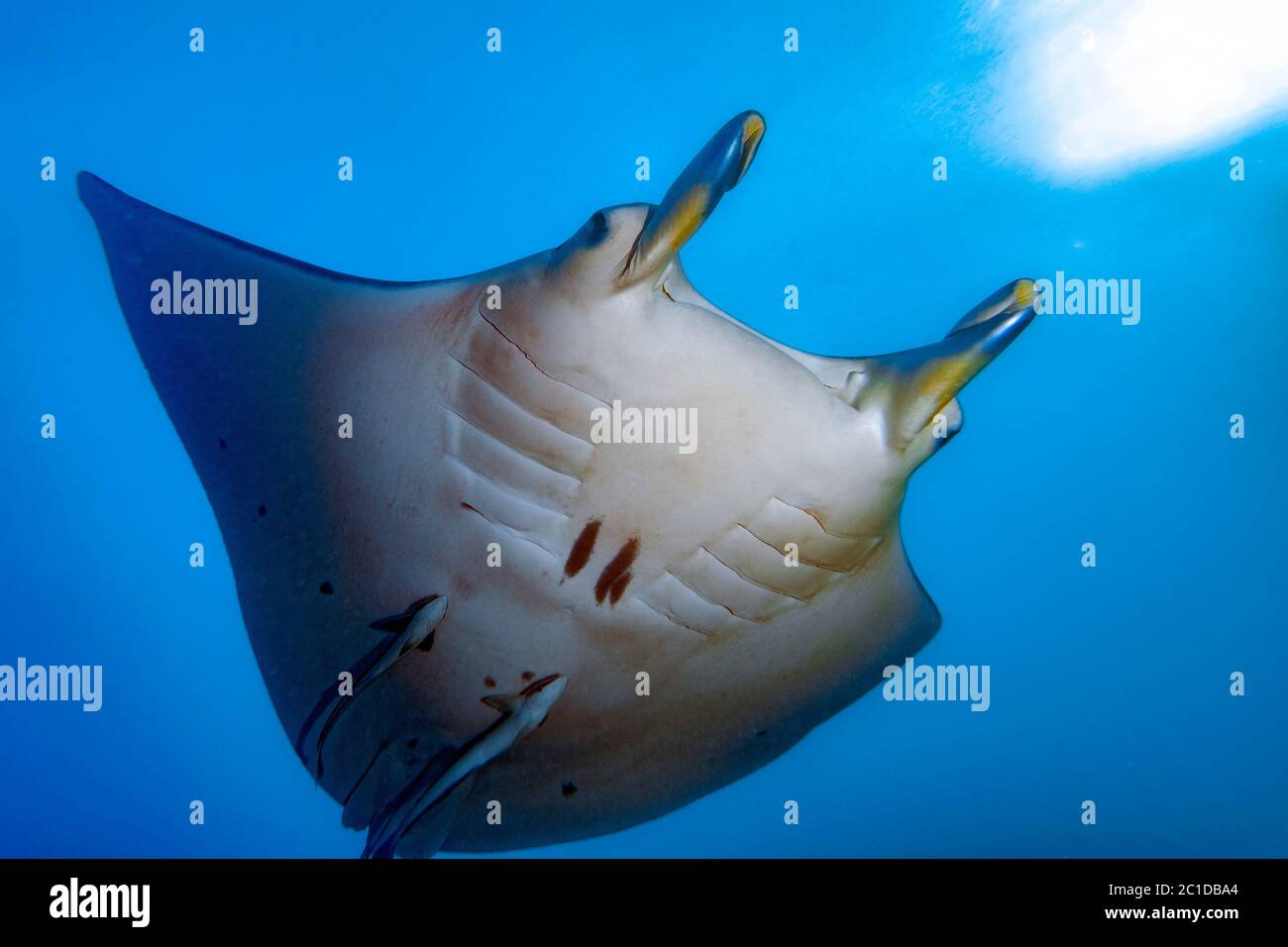 Manta in the blue background while diving french polynesia Stock Photo ...