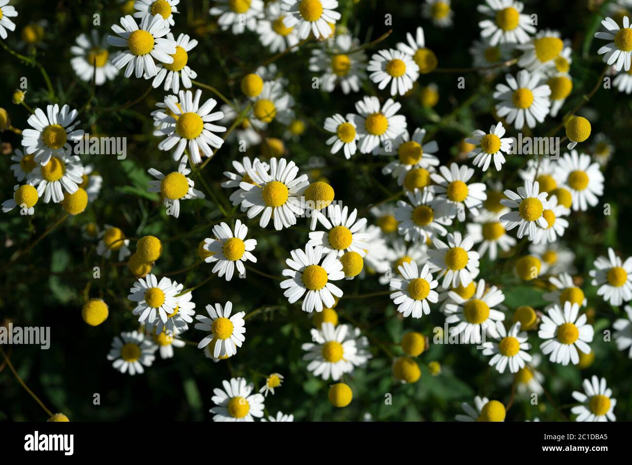 chamomile flower field view detail Stock Photo - Alamy