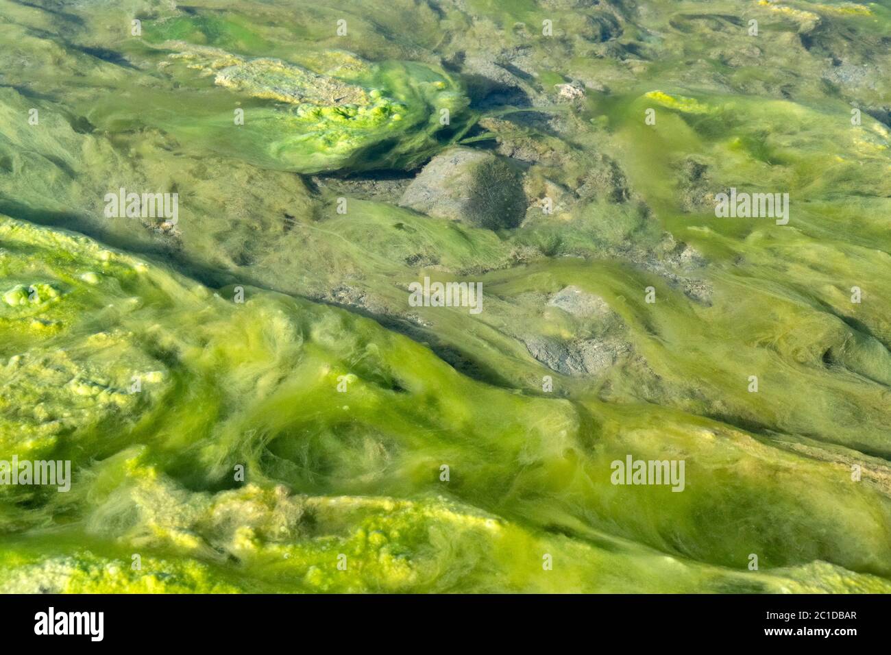 River green alga detail close up Stock Photo - Alamy
