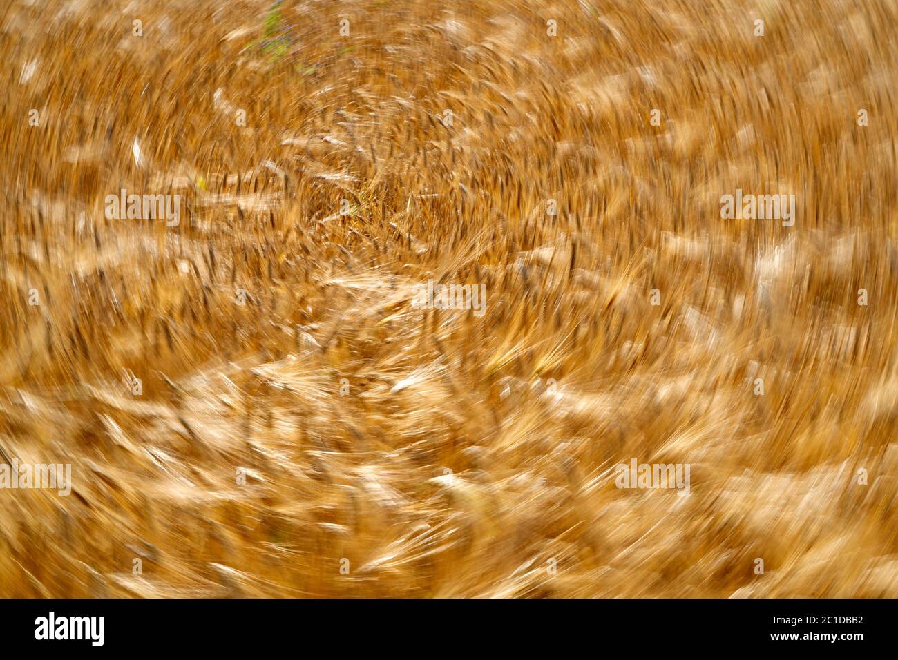Wheat spikes field moved by wind like sea waves Stock Photo - Alamy