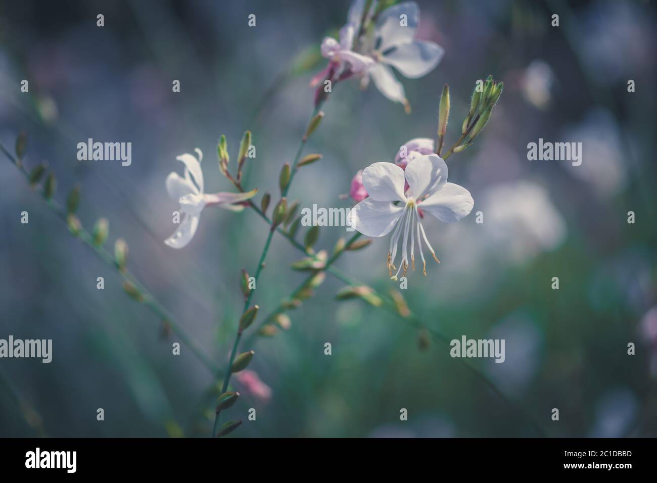 white gaura flower abstract background Stock Photo - Alamy
