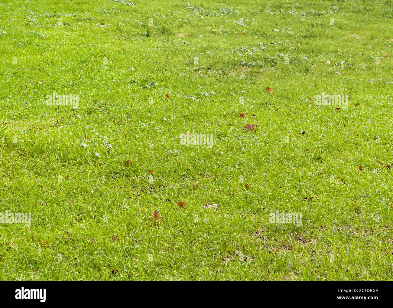 Grass Background Photo Stock Photo - Alamy