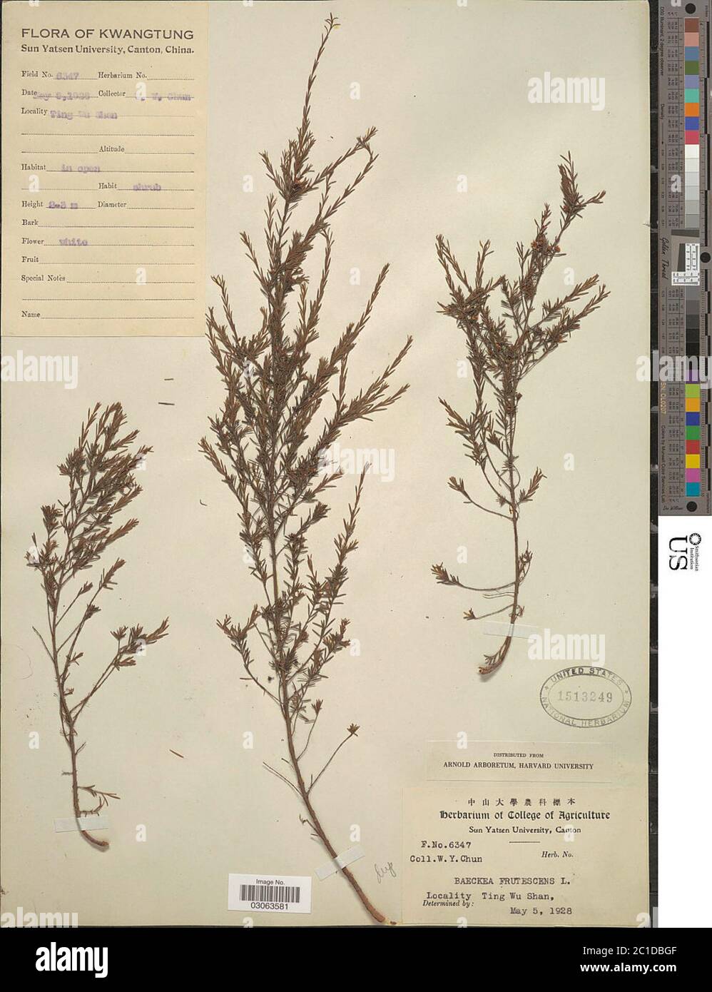 Baeckea frutescens Baeckea frutescens Stock Photo - Alamy