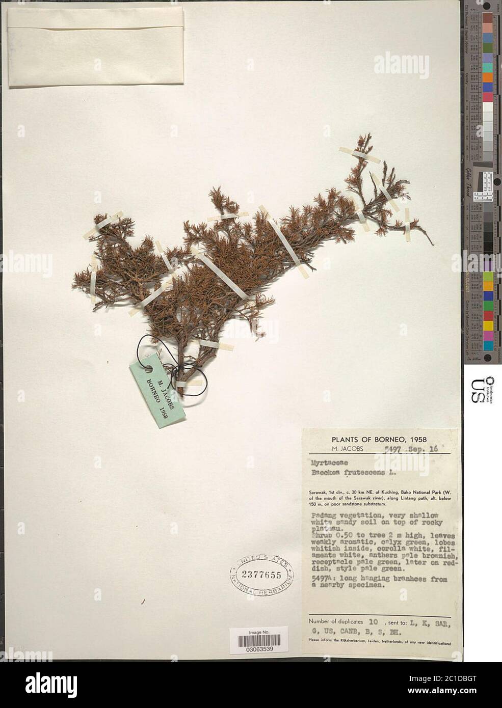 Baeckea frutescens Baeckea frutescens Stock Photo - Alamy