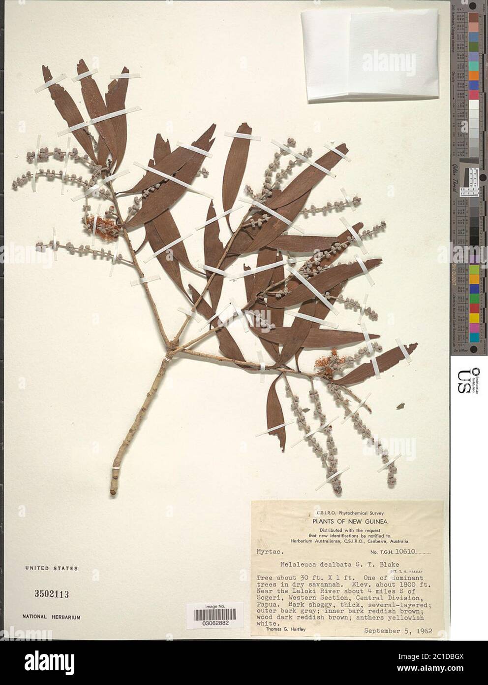 Melaleuca dealbata ST Blake Melaleuca dealbata ST Blake Stock Photo - Alamy
