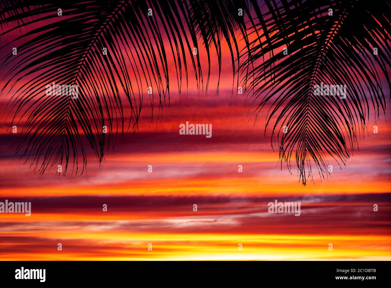 Orange dramatic sunset with palm trees Stock Photo - Alamy