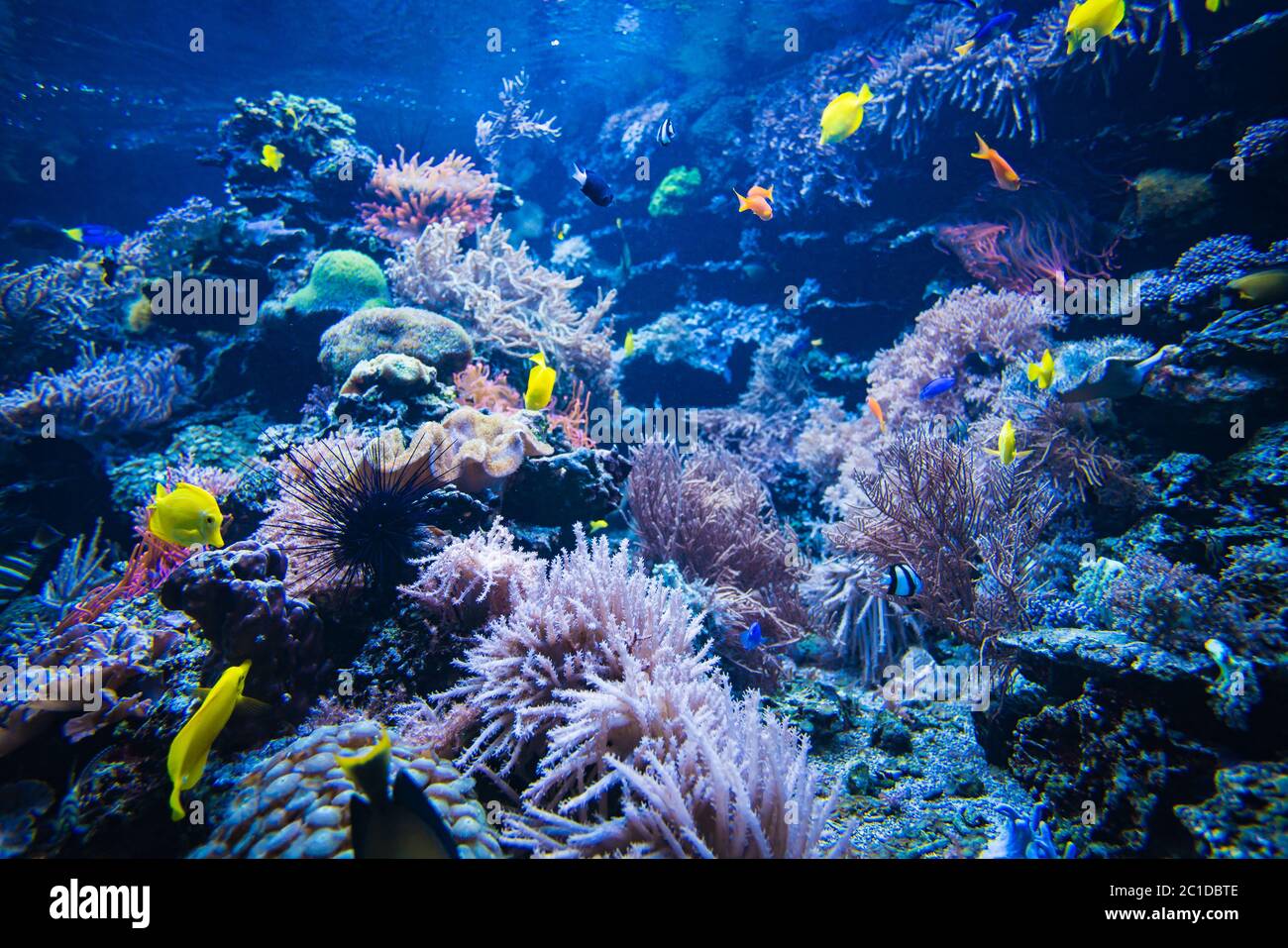 Tropical Fish on a coral reef. colourfull fishes in dark deep blue ...
