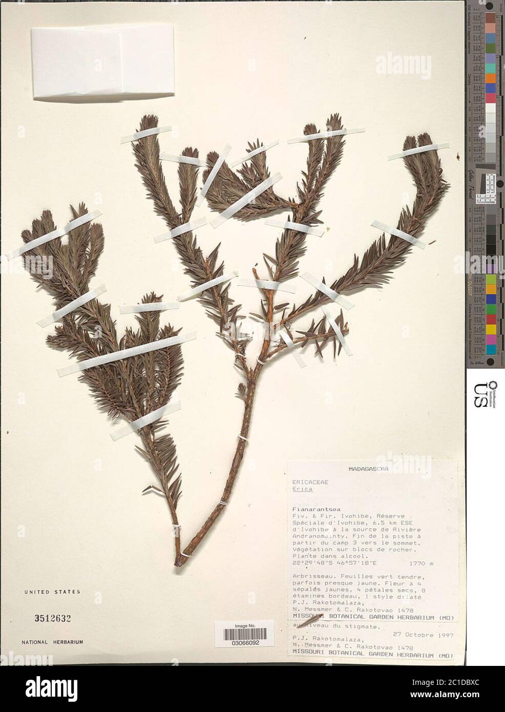 Erica sp Erica sp Stock Photo - Alamy