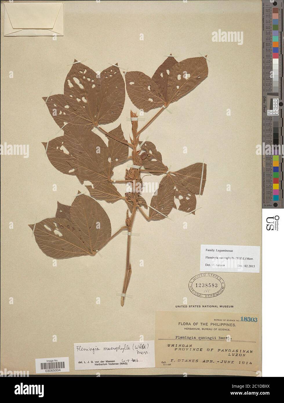 Flemingia macrophylla Willd Kuntze ex Merr Flemingia macrophylla Willd ...