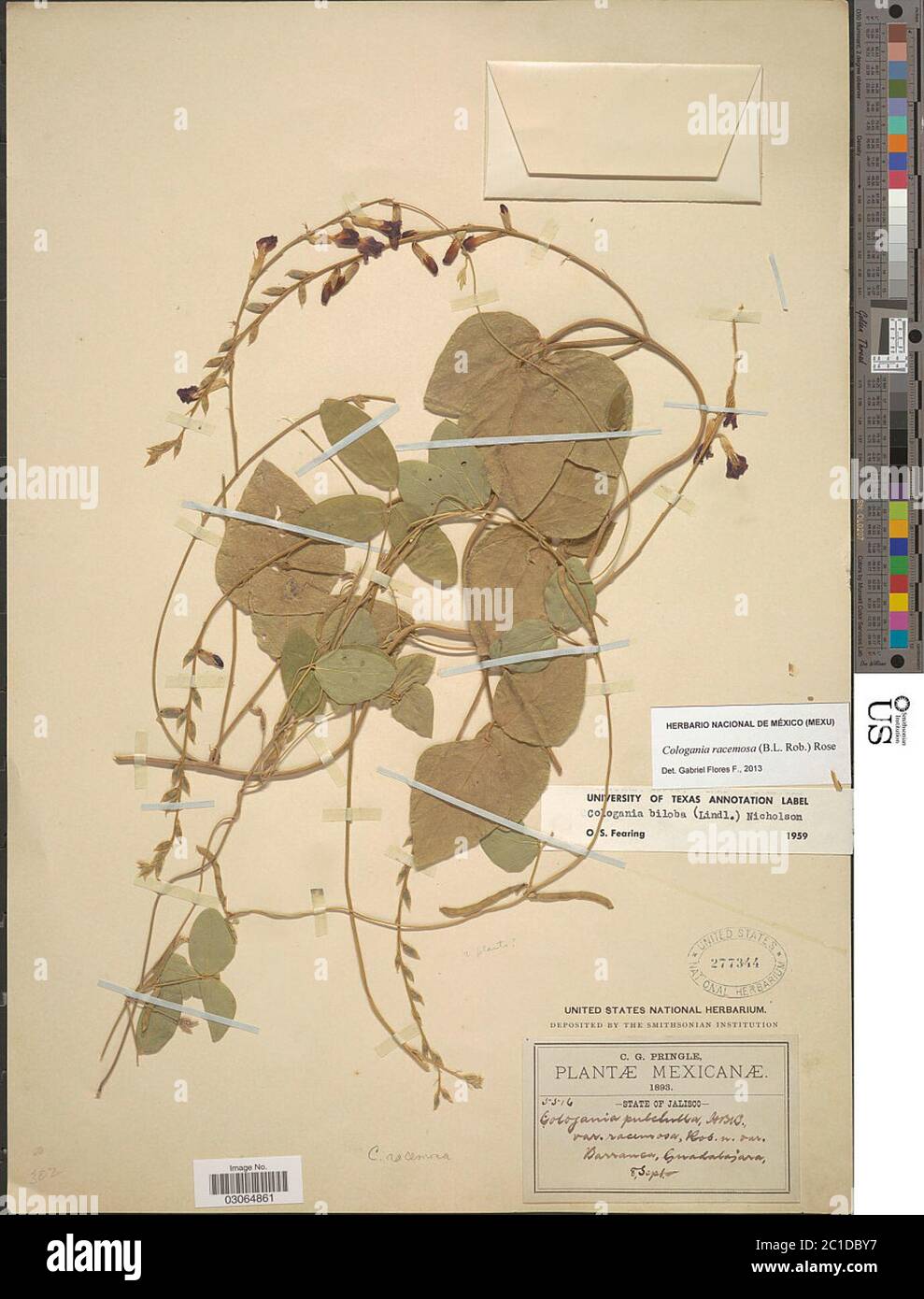 Cologania racemosa BL Rob Rose Cologania racemosa BL Rob Rose Stock ...