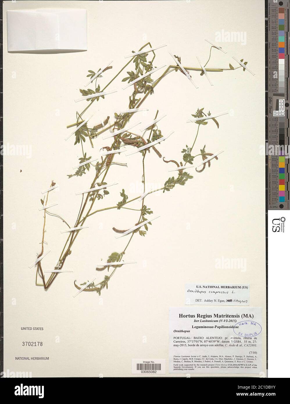 Ornithopus compressus L Ornithopus compressus L Stock Photo - Alamy