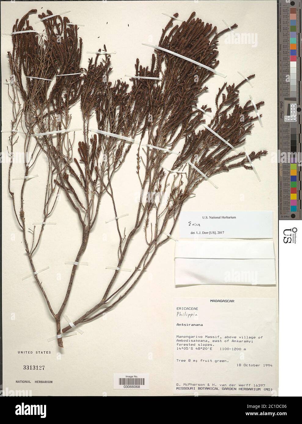 Erica sp Erica sp Stock Photo - Alamy